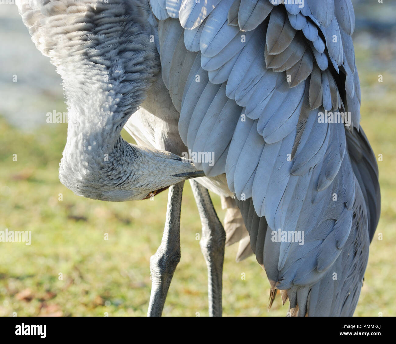 Primping hi-res stock photography and images - Alamy