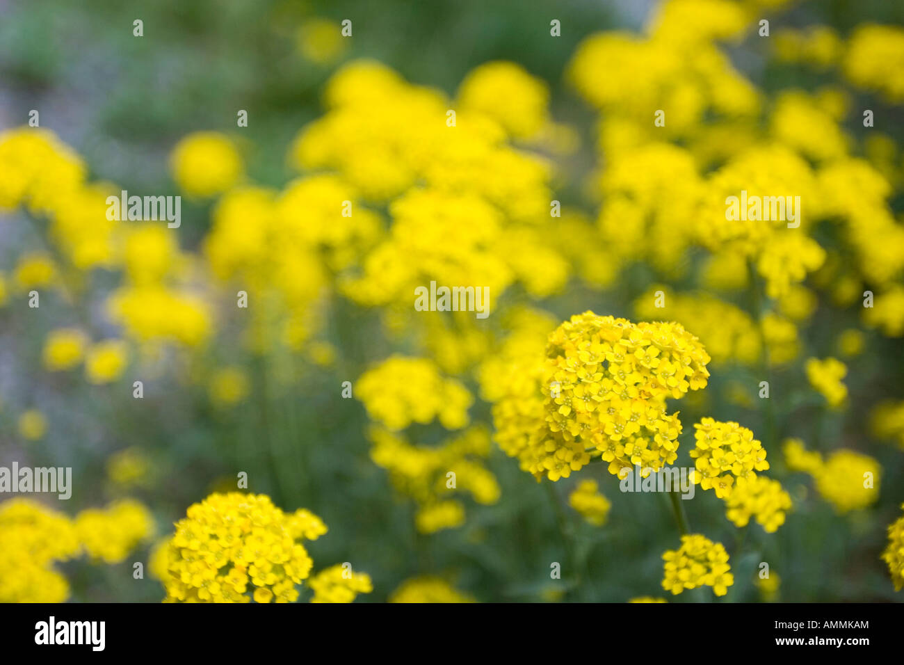 golden alyssum saxatile or golden aurinia saxatilis or golden queen or ...