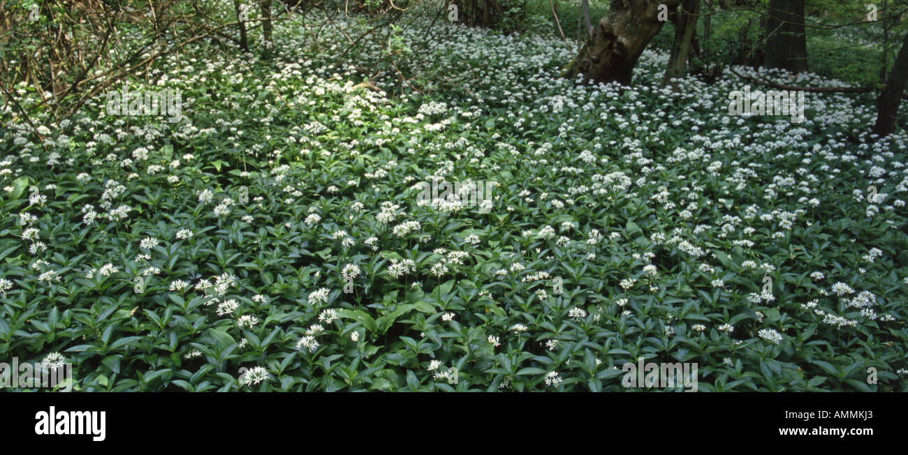 Patch of Wild Garlic under old coppiced woodland Hampshire England ...