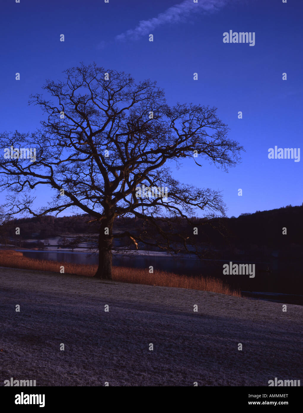 An Oak Tree standing beside the shore of Esthwaite Water on a cold and ...