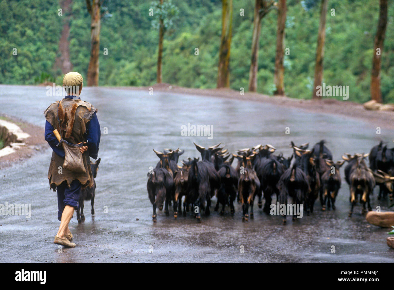 Goat herder with goats in Dali Yunnan Province People s Republic of ...