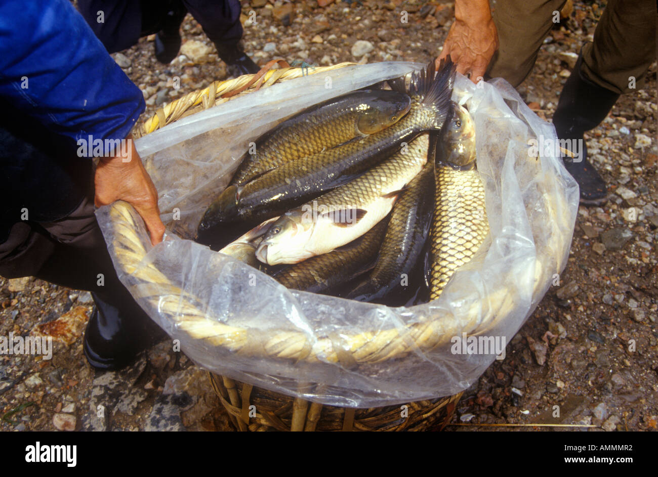 Catch of the day fish from Lake Erhai in Dali Yunnan Province People s ...
