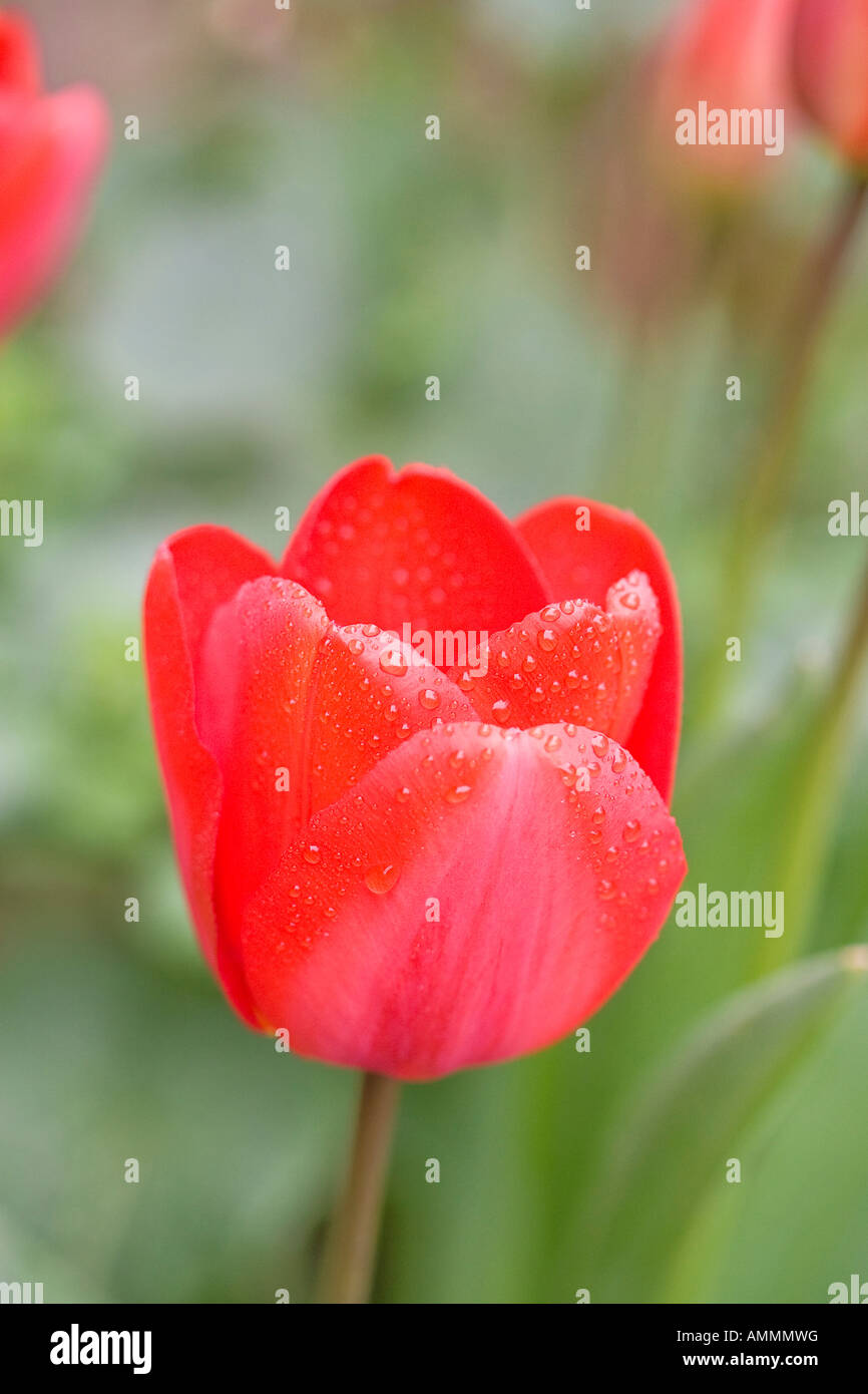 Red Tulip Flower Stock Photo - Alamy