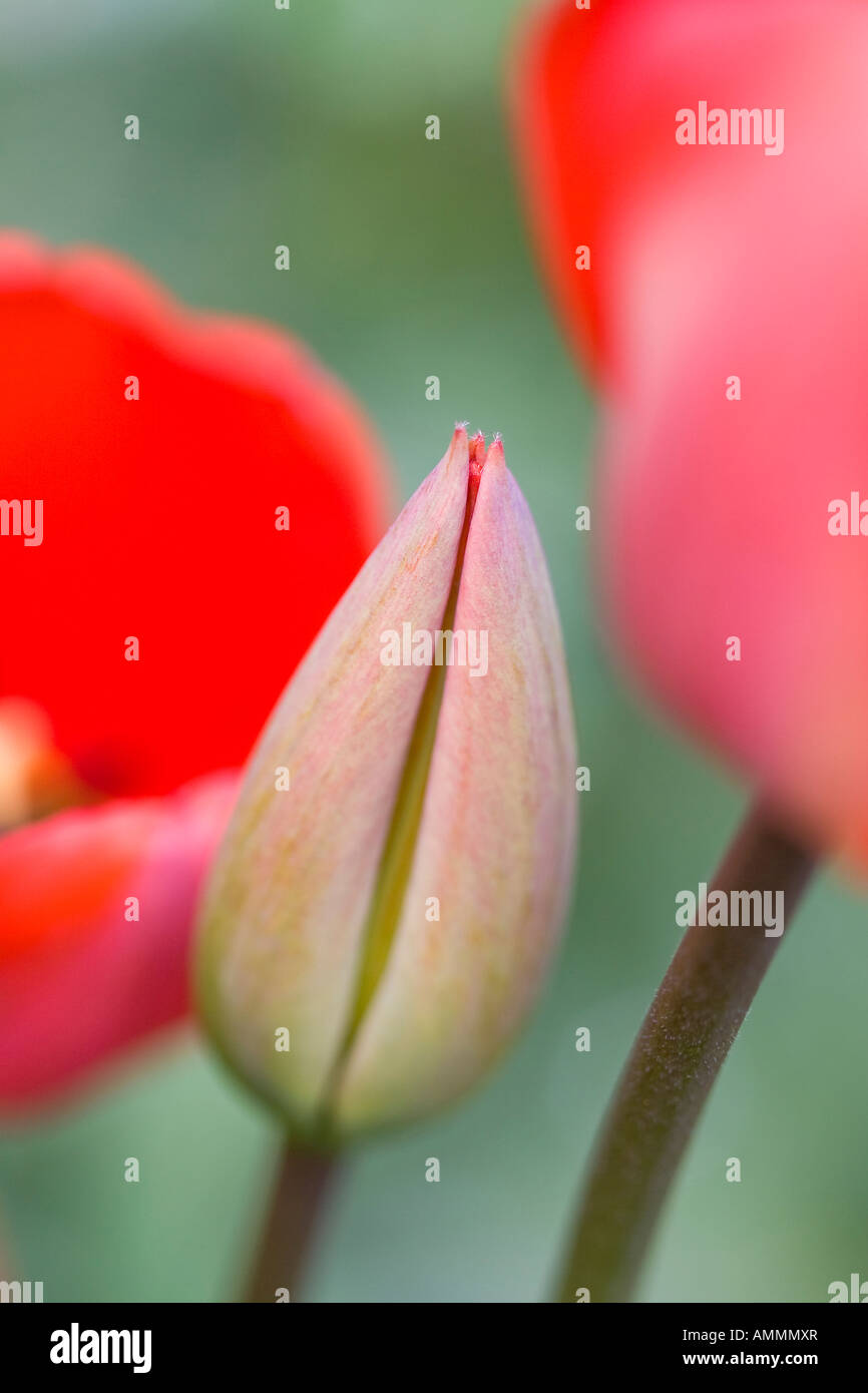 Closed tulip flower hi-res stock photography and images - Alamy