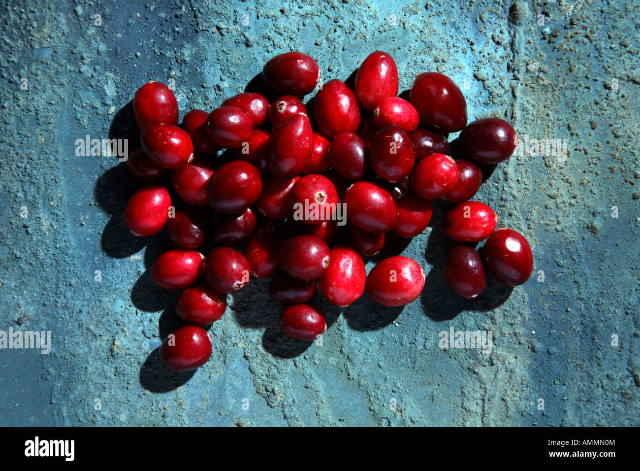 Cranberries on a rustic blue background Stock Photo - Alamy