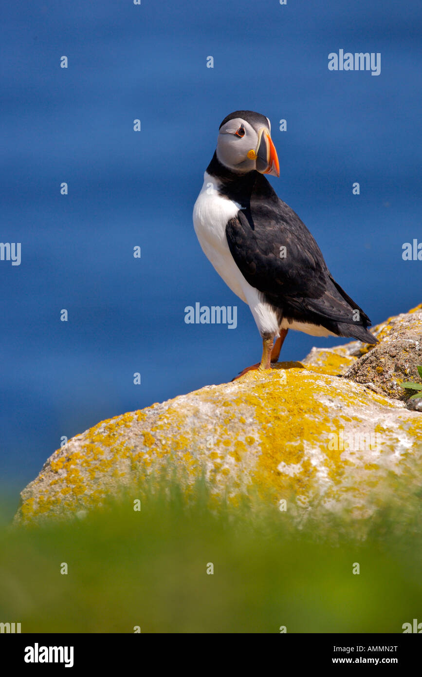 Atlantic Puffins, nesting on Bird Island just off shore from Cape ...