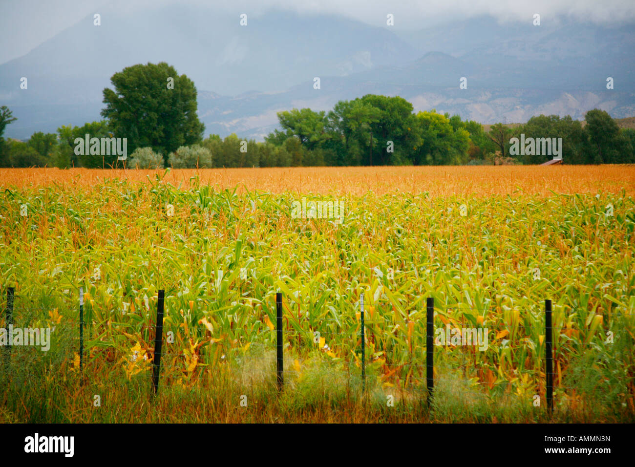 Corn fields in western Colorado Stock Photo - Alamy