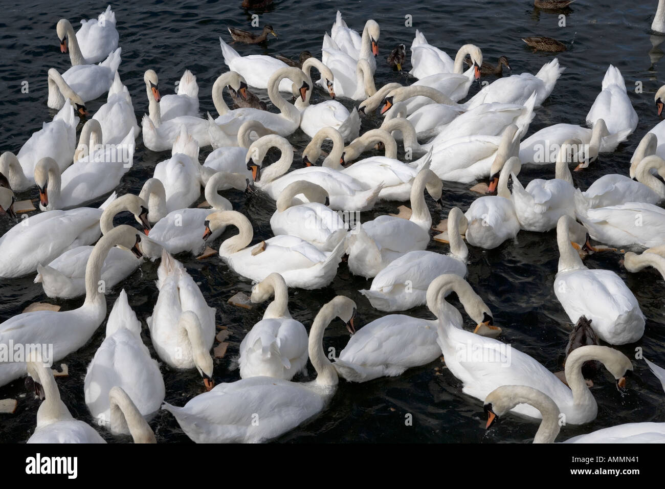 Feeding Swans Galway Harbour Ireland Stock Photo - Alamy