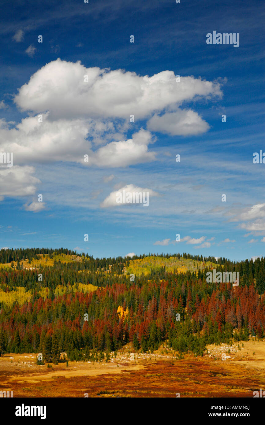 Pine Bark beetle destruction (dead trees) in Arapaho National Forest ...