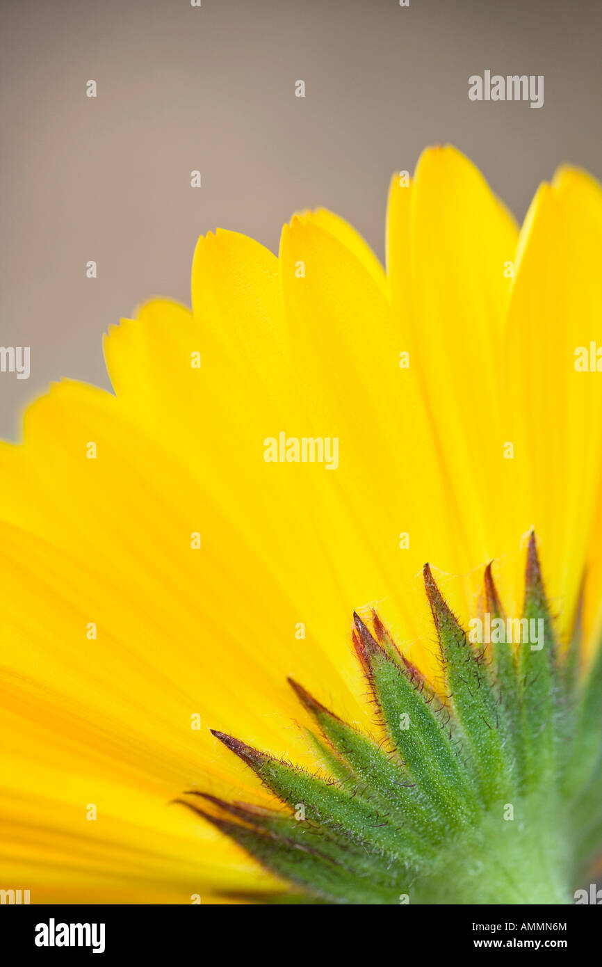 Underside of Yellow Petals of Calendula Flower Stock Photo - Alamy