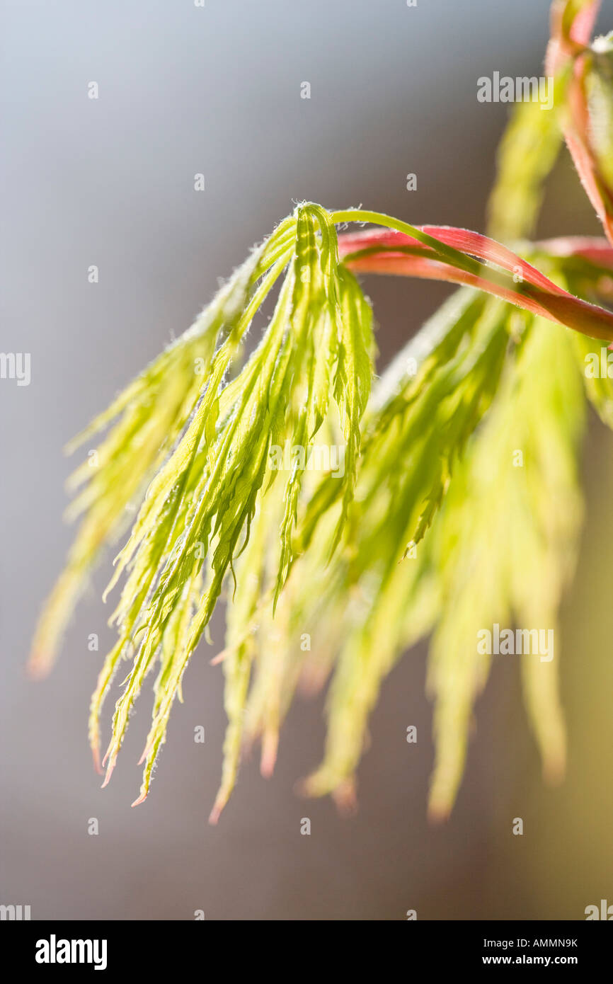 Newly Emerging Leaves of Japanese Maple Acer palmatum Stock Photo - Alamy