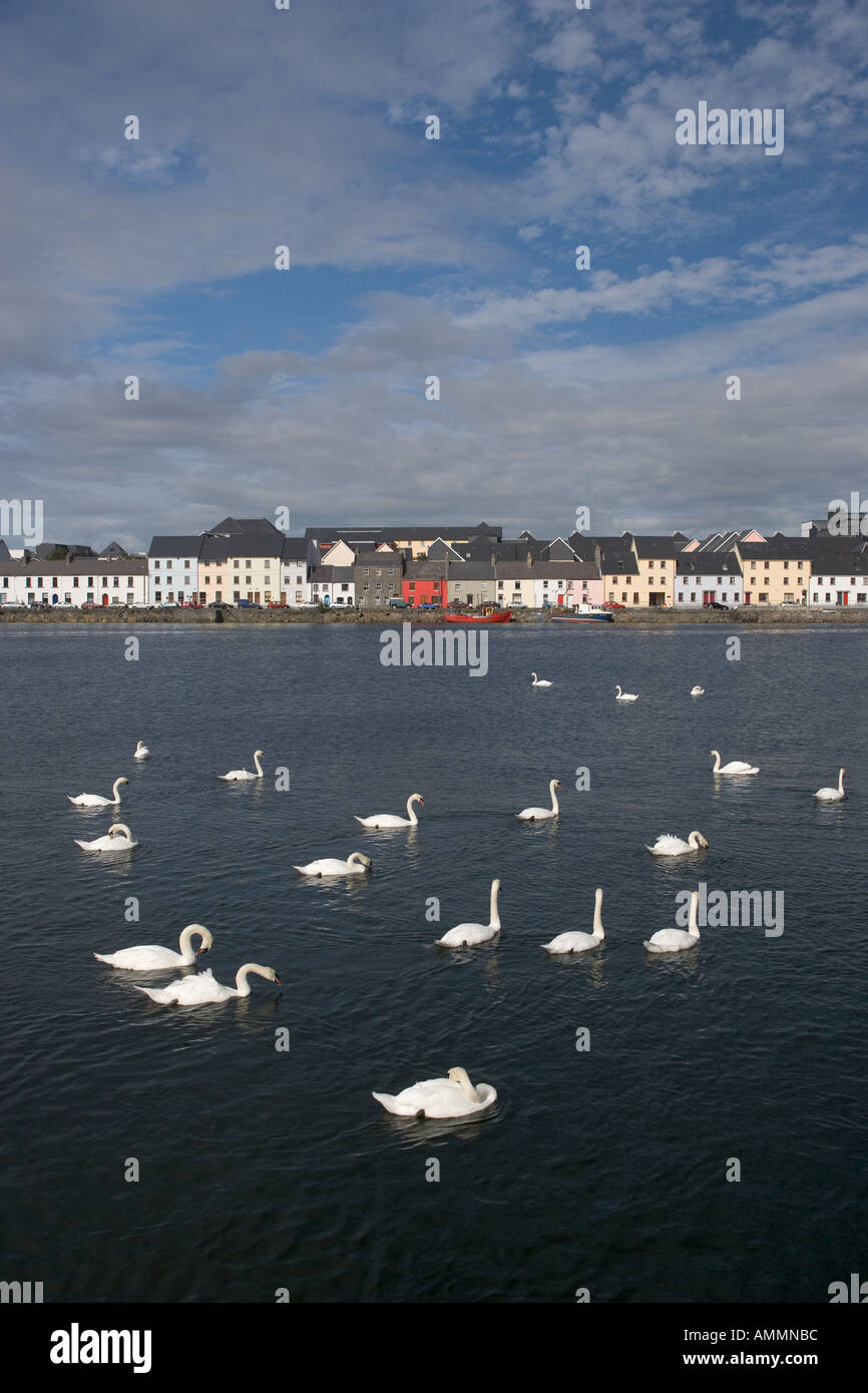 Birds of ireland hi-res stock photography and images - Alamy