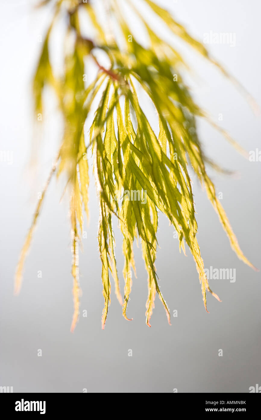 Newly Emerging Leaves of Japanese Maple Acer palmatum Stock Photo - Alamy