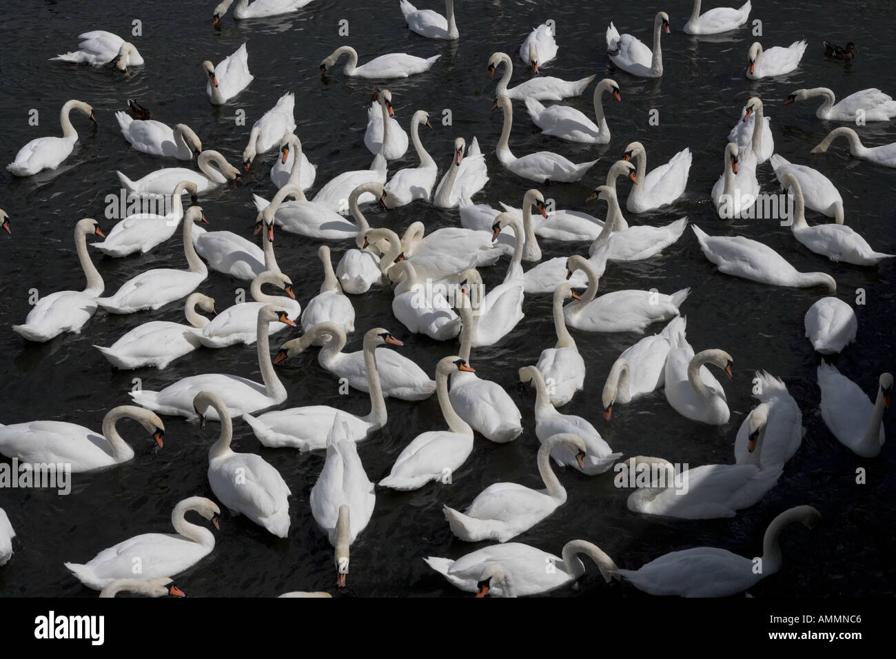 Galway Harbour with Swans Ireland Stock Photo - Alamy