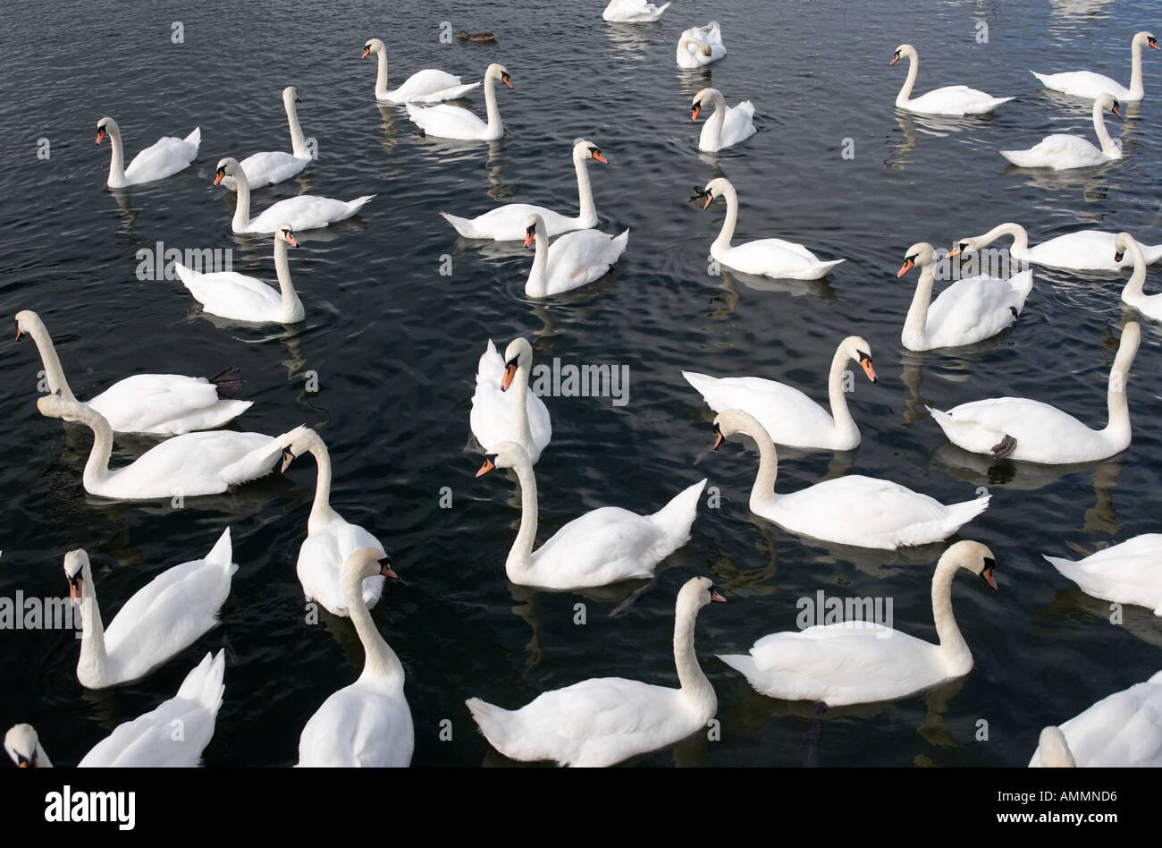 Galway city wildlife hi-res stock photography and images - Alamy