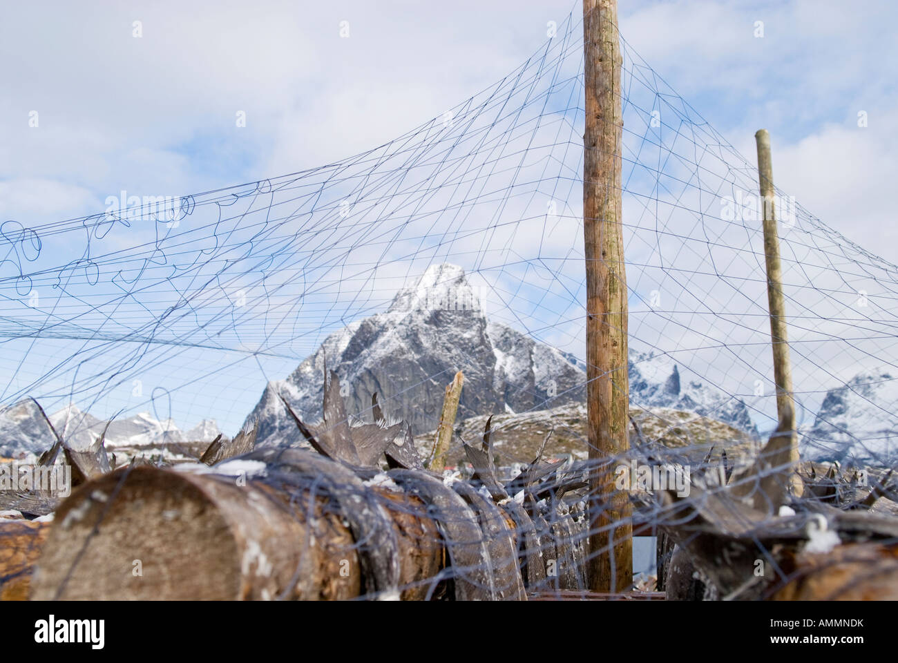 Netting covers drying cod stockfish, Lofoten Islands, Norway Stock ...