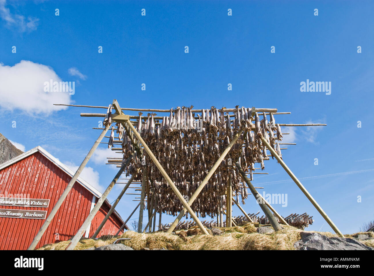 cod stockfish handing on wooden drying racks, Lofoten islands, Norway ...