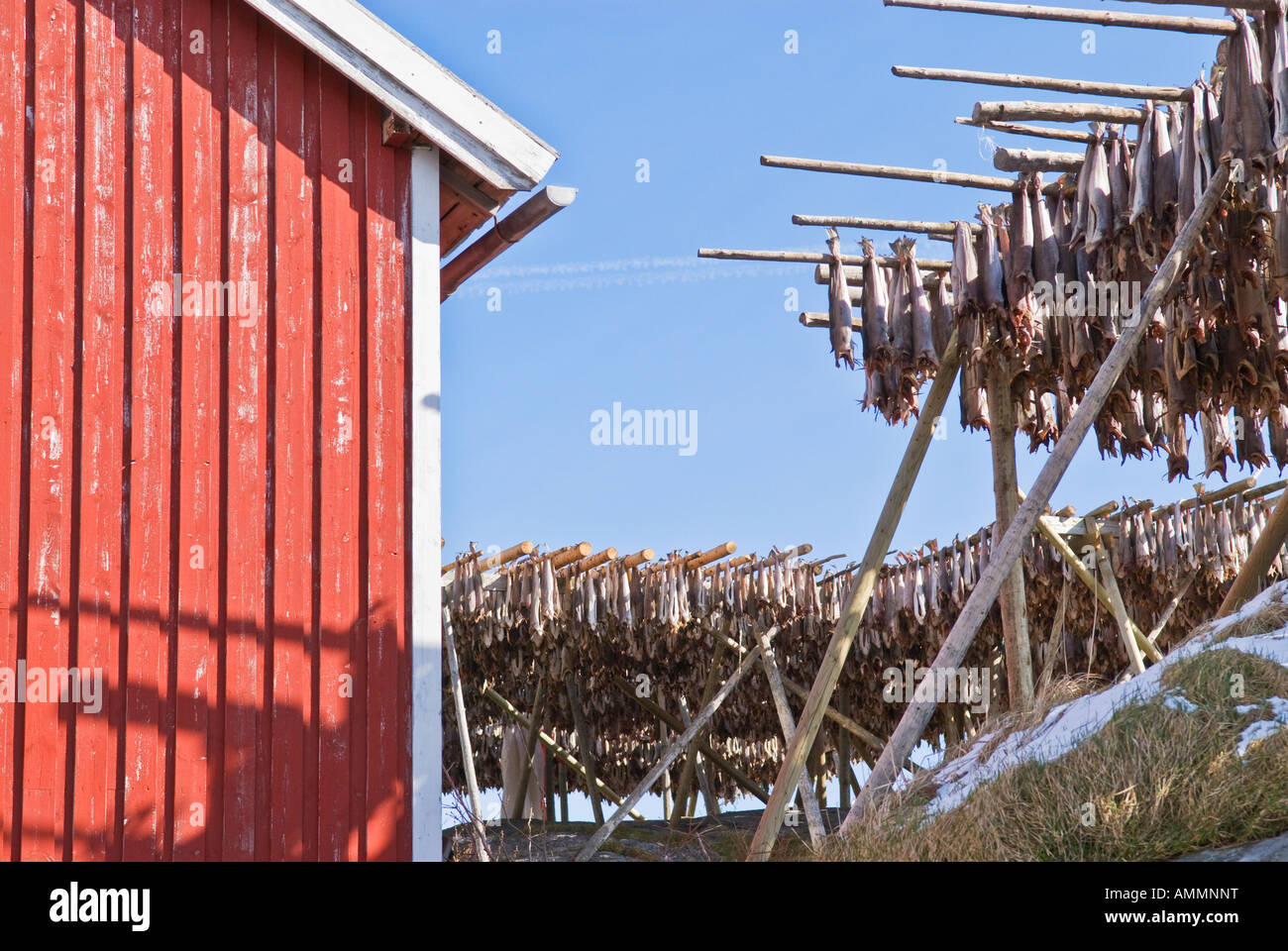 cod stockfish handing on wooden drying racks, Lofoten islands, Norway ...