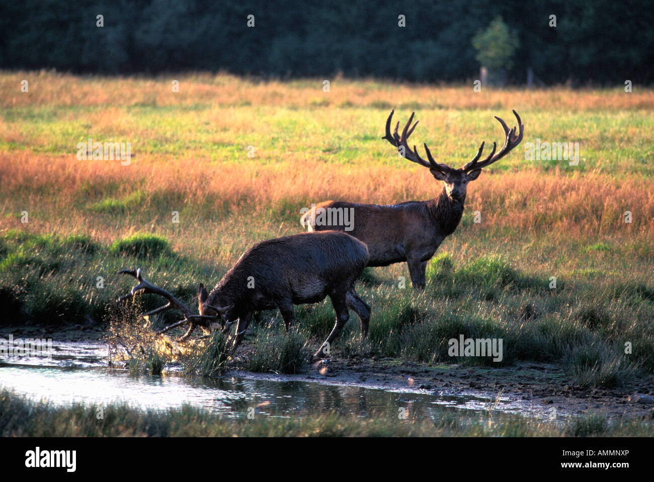 Cerf rouge Red Deer Cervus elaphus Artiodactyla Cerf e laphe Cervidae ...