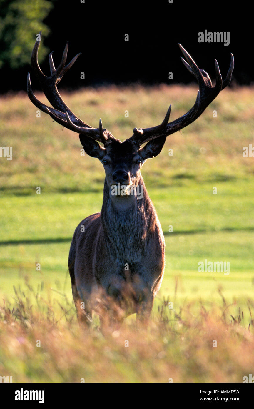 Cerf rouge Red Deer Cervus elaphus Artiodactyla Cerf e laphe Cervidae ...