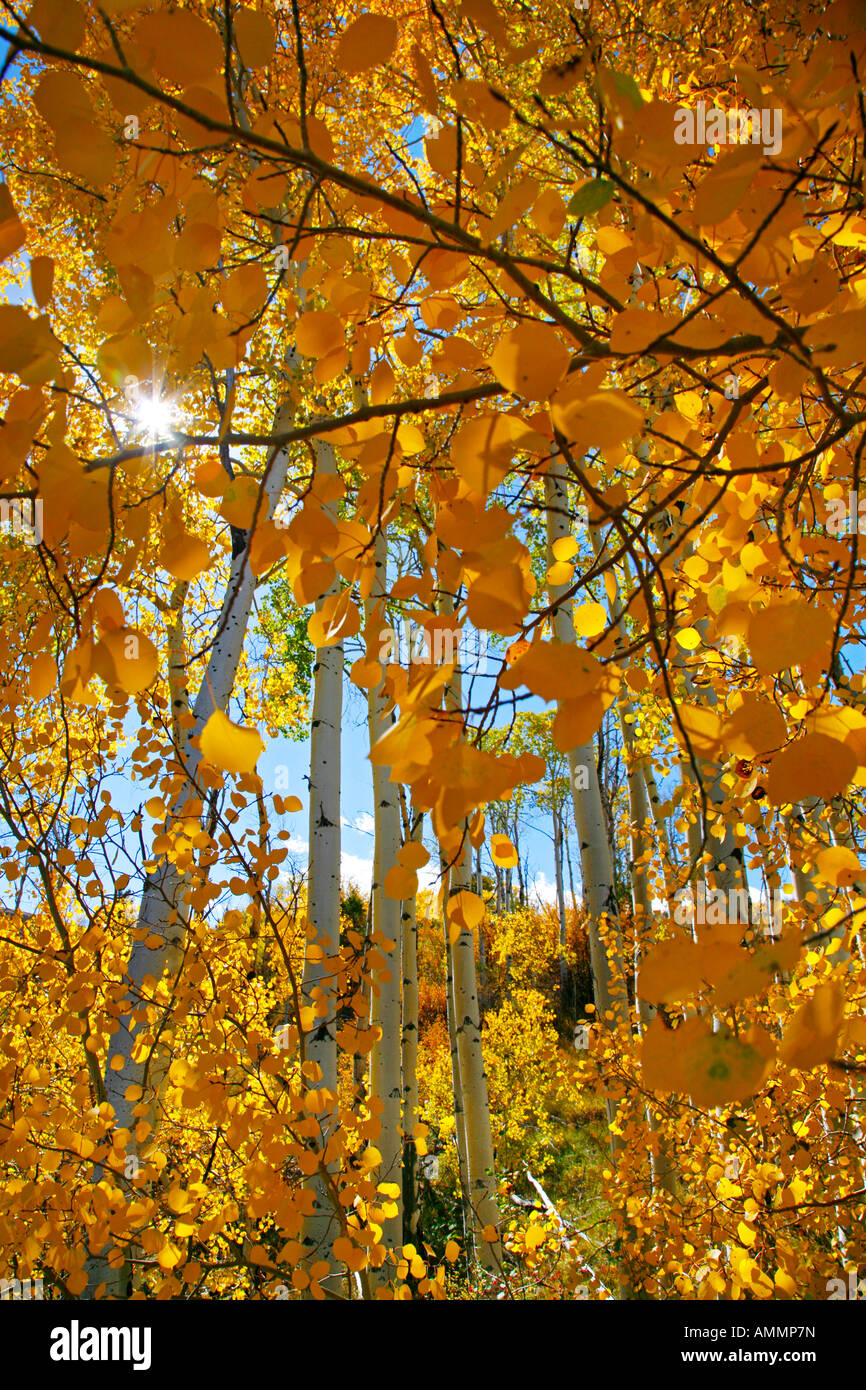 Aspen Trees in autumn, Curecanti National Recreation Area, Colorado ...