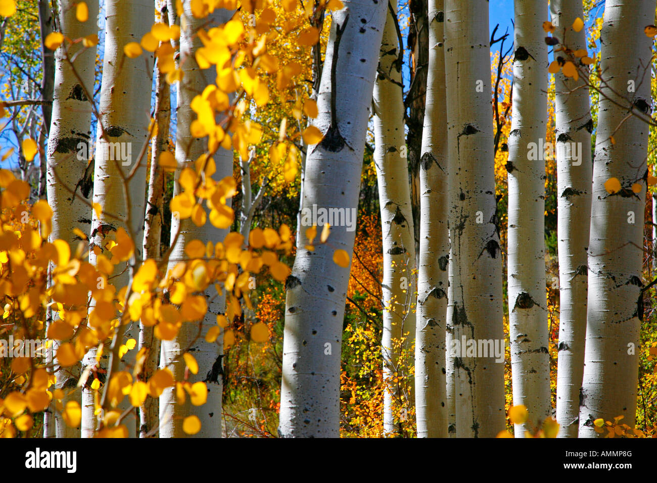Aspen Trees in autumn, Curecanti National Recreation Area, Colorado ...
