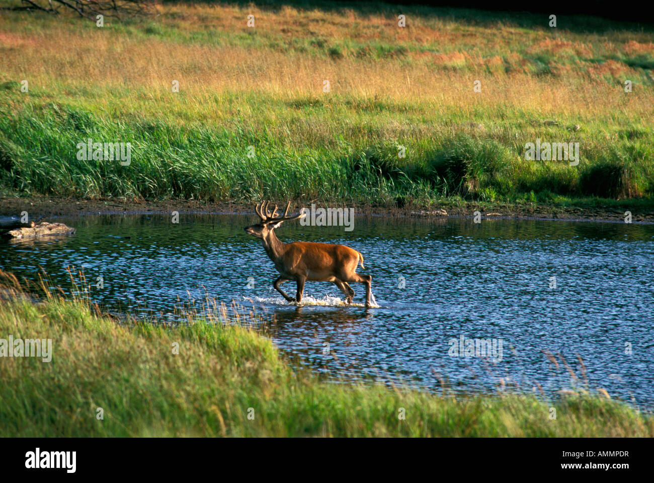 Cerf rouge Red Deer Cervus elaphus Artiodactyla Cerf e laphe Cervidae ...