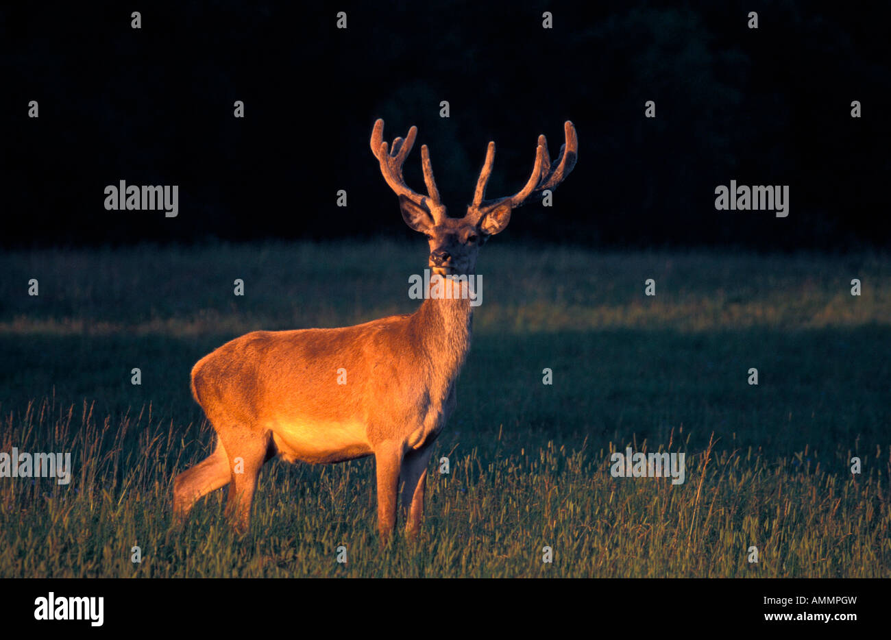 Cerf rouge Red Deer Cervus elaphus Artiodactyla Cerf e laphe Cervidae ...