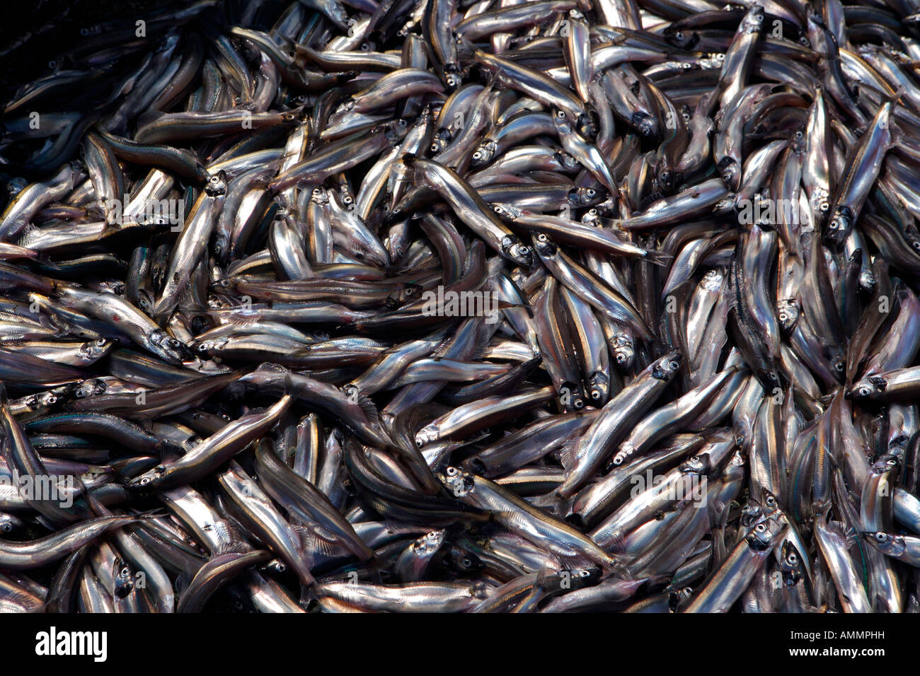 Capelin hi-res stock photography and images - Alamy