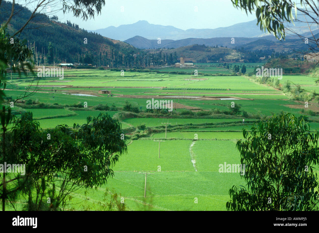 Terraced rice fields in Dali Yunnan Province People s Republic of China ...