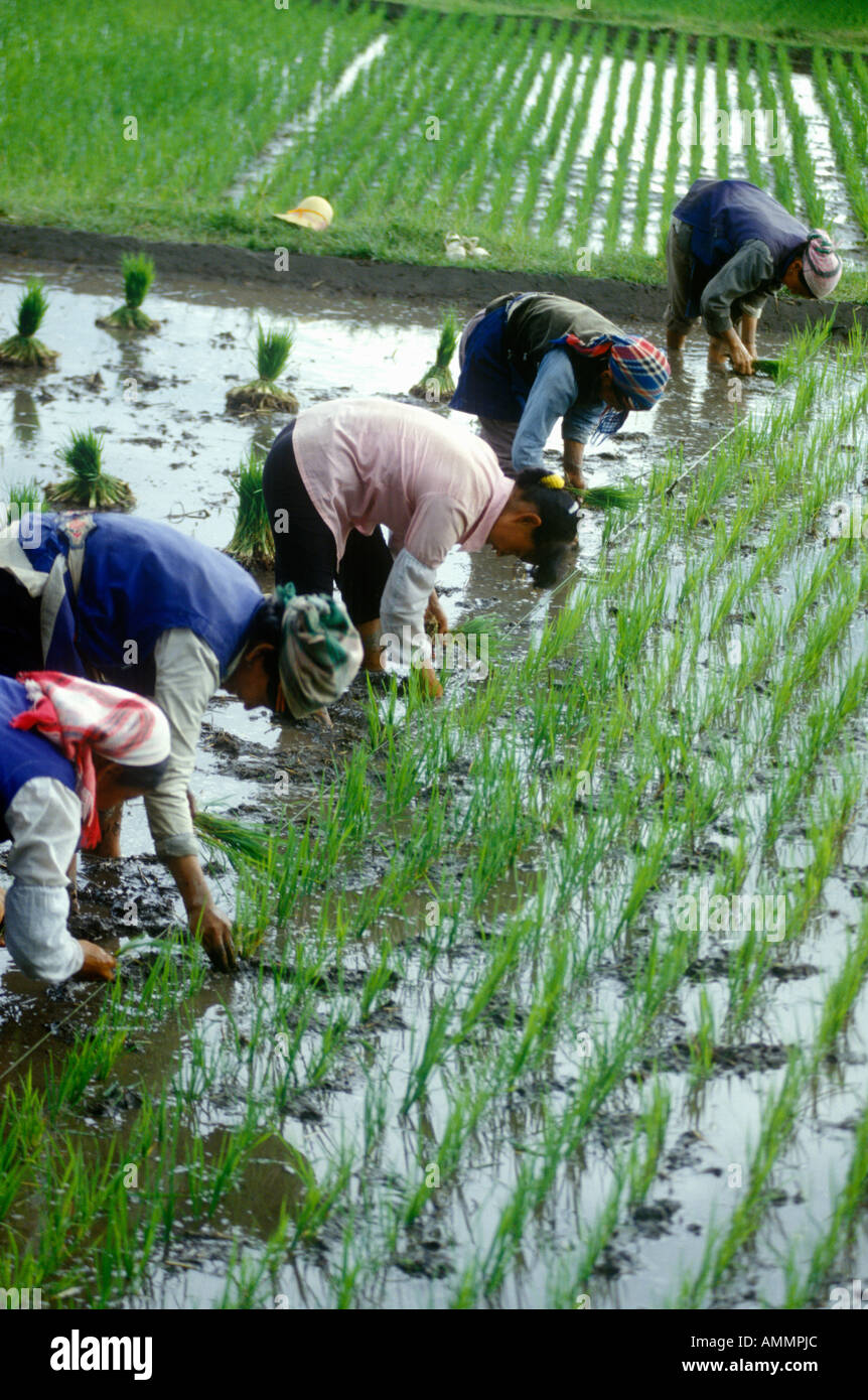Workers in the rice fields in Dali Yunnan Province People s Republic of ...