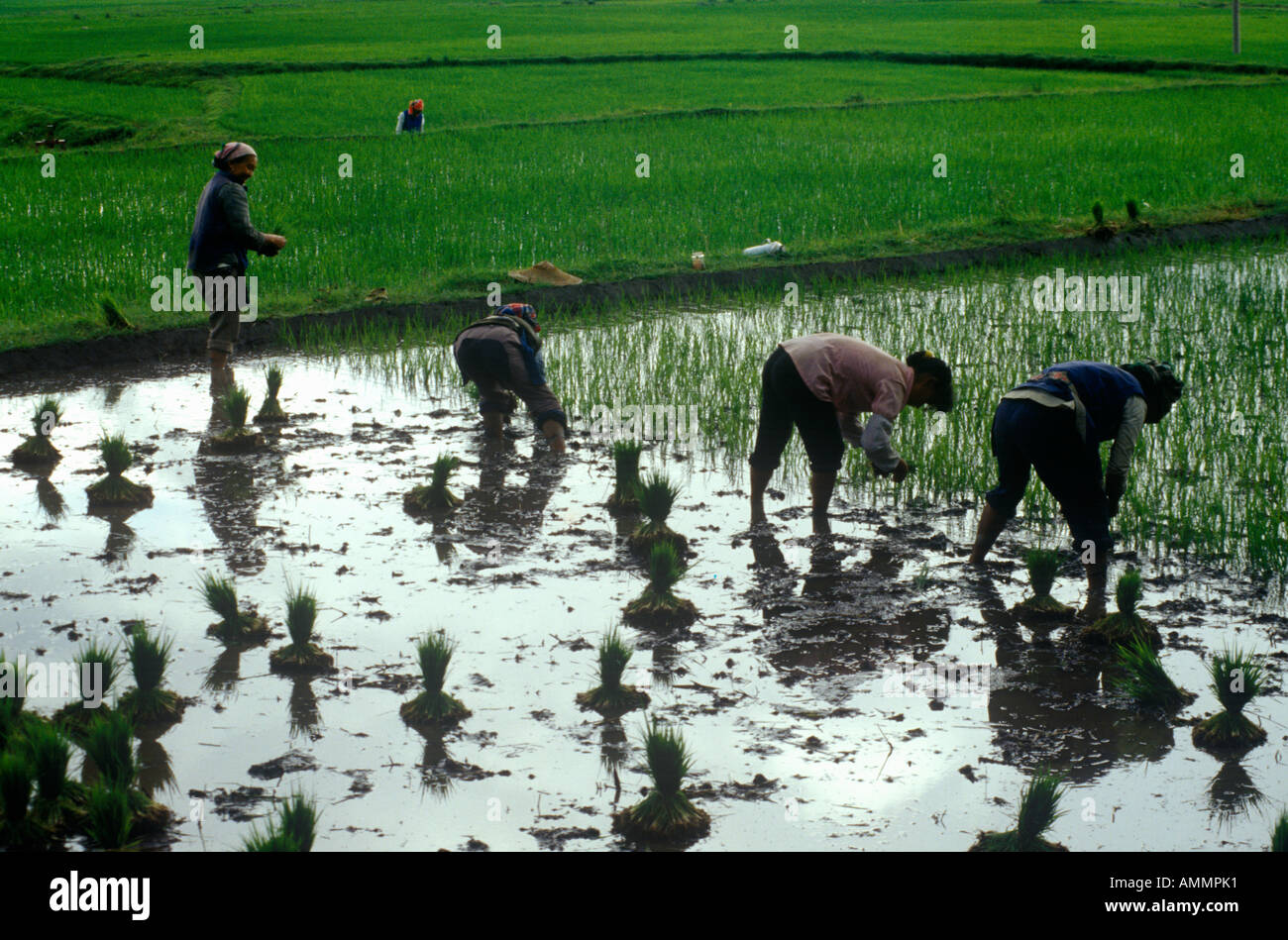 Workers in the rice fields in Dali Yunnan Province People s Republic of ...