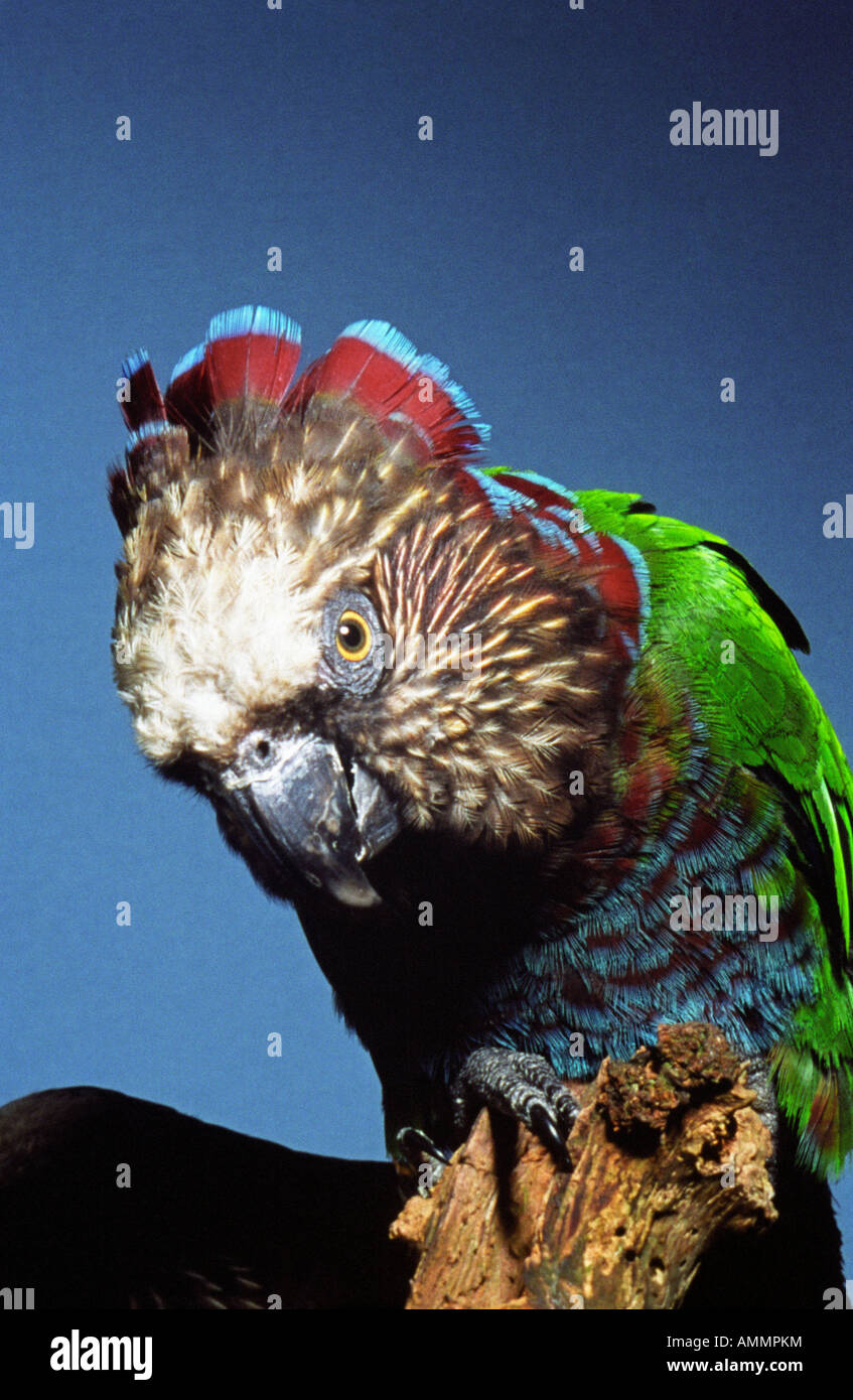 Hawk headed parrot hi-res stock photography and images - Alamy