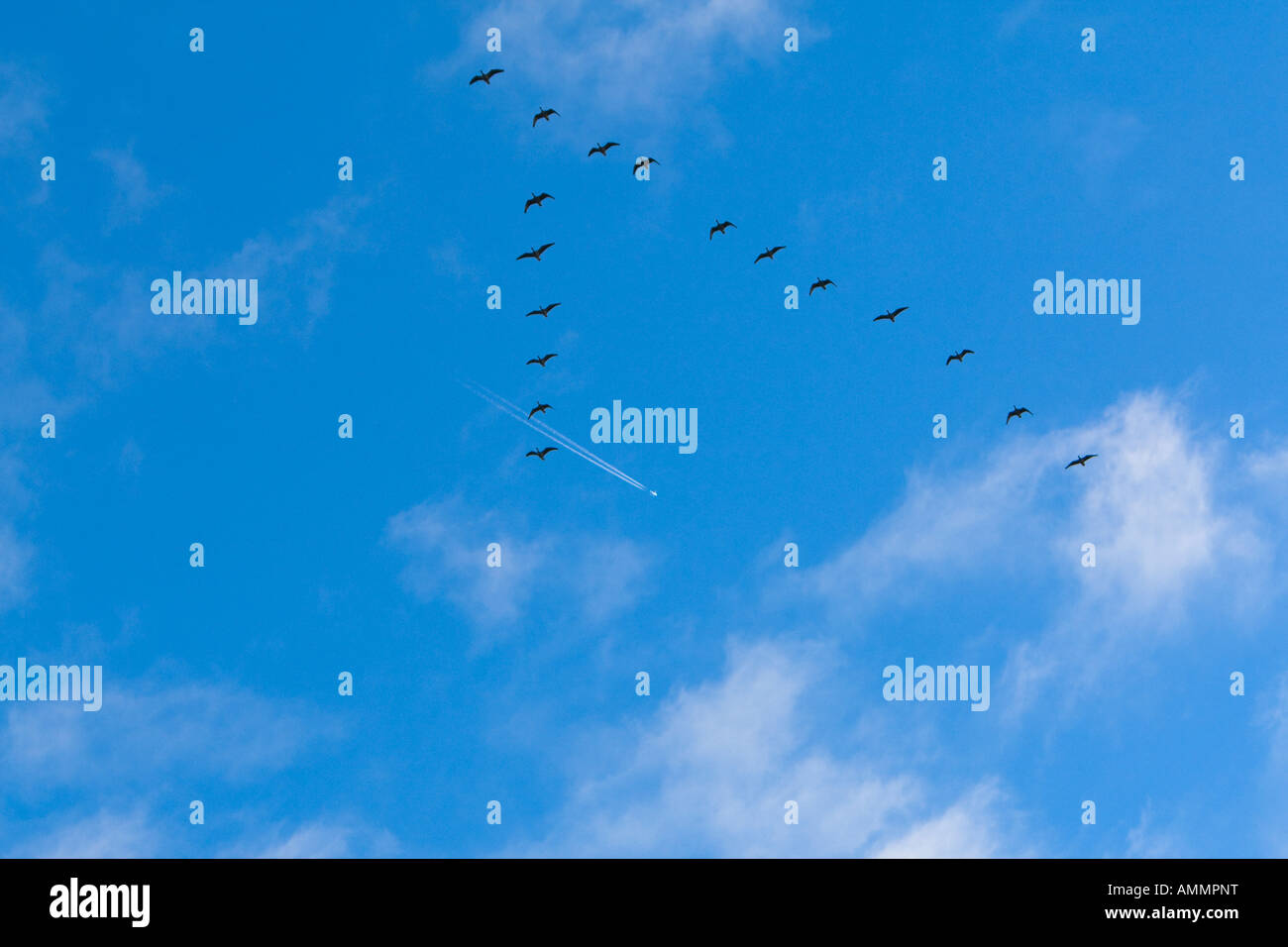 Flying Pink-footed Geese Anser brachyrhynchus against a blue sky with ...