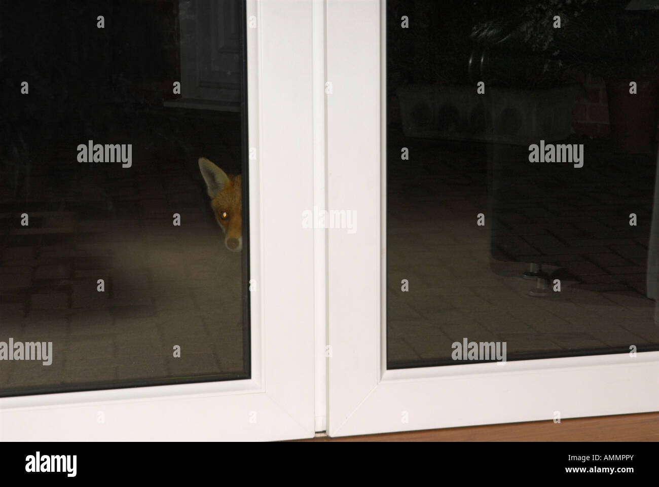 Urban fox (vulpes vulpes) peeping through the double glazing patio ...