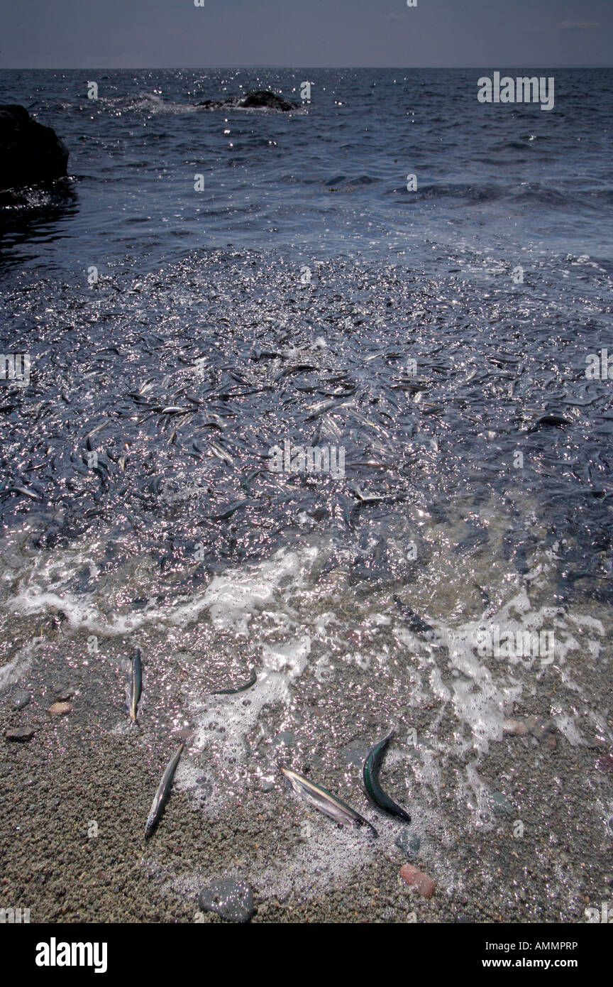 Spawning Capelin, Mallotus villosus, on a beach at Admiral's Point ...