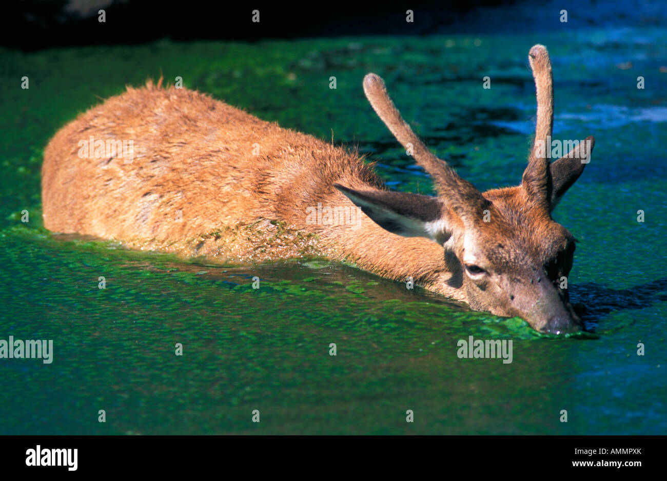 Cerf rouge Red Deer Cervus elaphus Artiodactyla Cerf e laphe Cervidae ...
