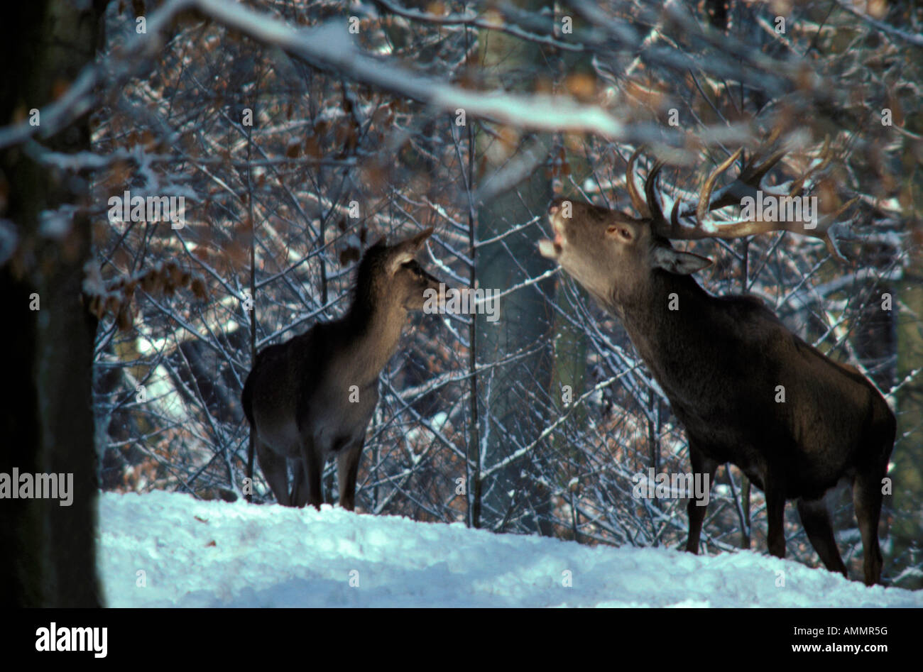 Cerf rouge Red Deer Cervus elaphus Artiodactyla Cerf e laphe Cervidae ...