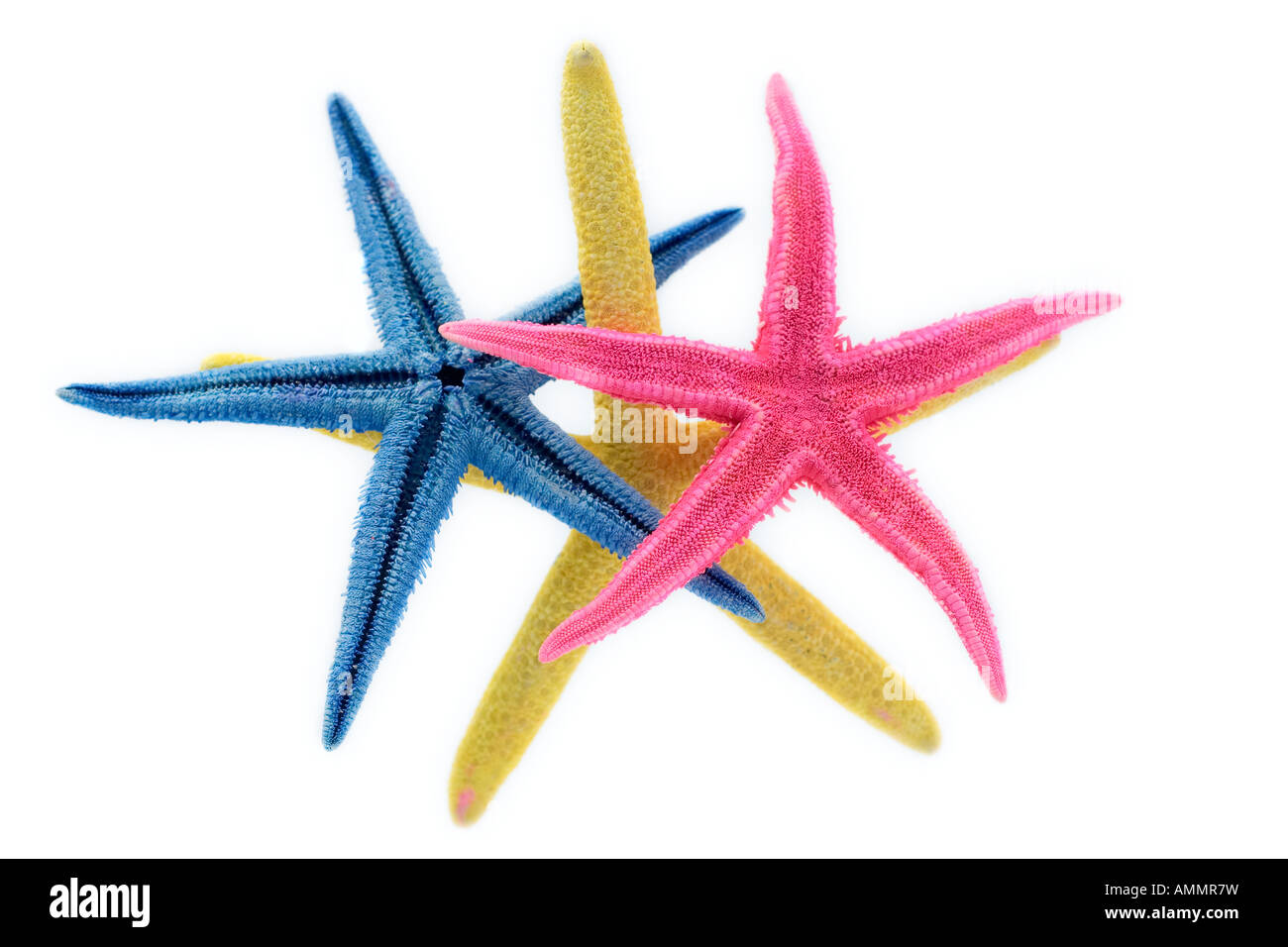 Abstract starfish detail Cut Out Stock Images & Pictures - Alamy