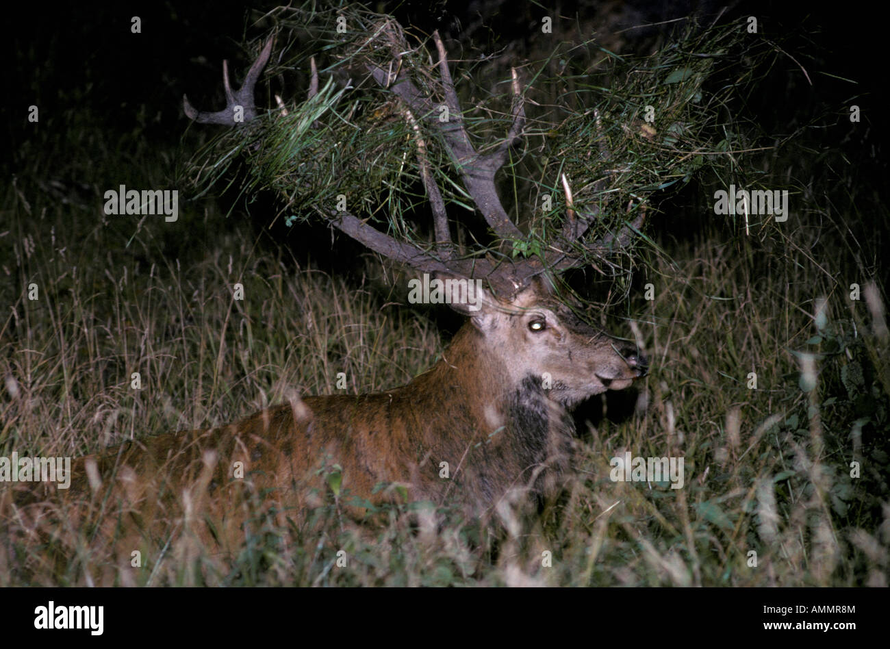 Cerf rouge Red Deer Cervus elaphus Artiodactyla Cerf e laphe Cervidae ...
