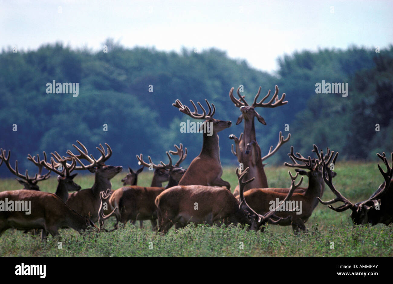 Cerf rouge Red Deer Cervus elaphus Artiodactyla Cerf e laphe Cervidae ...