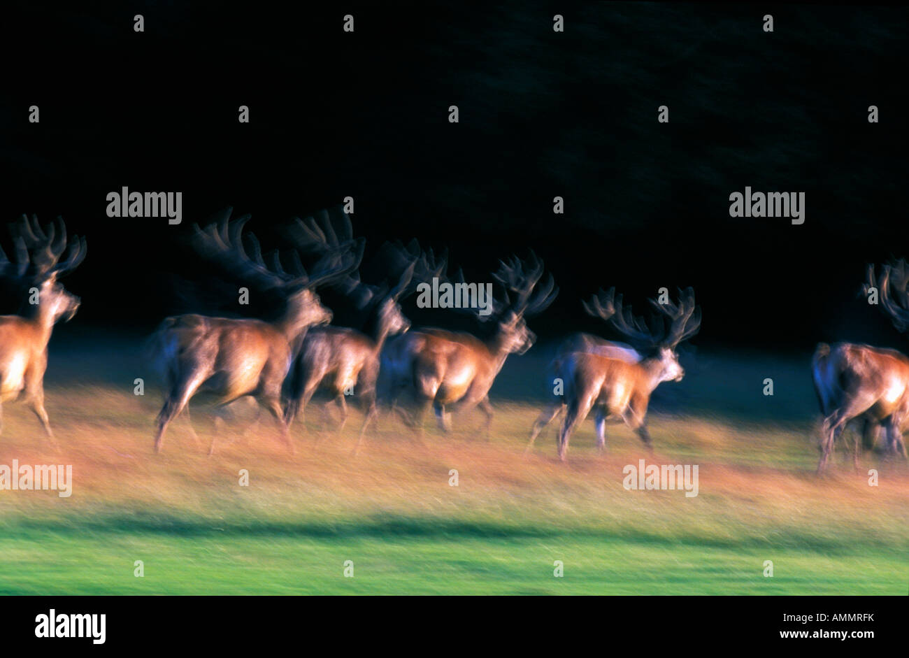 Cerf rouge Red Deer Cervus elaphus Artiodactyla Cerf e laphe Cervidae ...