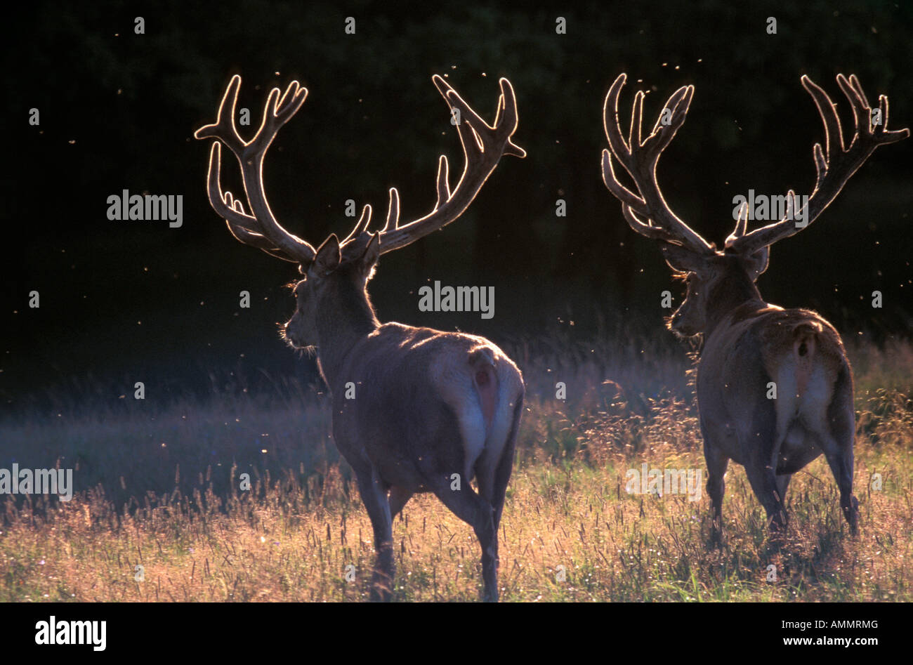 Cerf rouge Red Deer Cervus elaphus Artiodactyla Cerf e laphe Cervidae ...