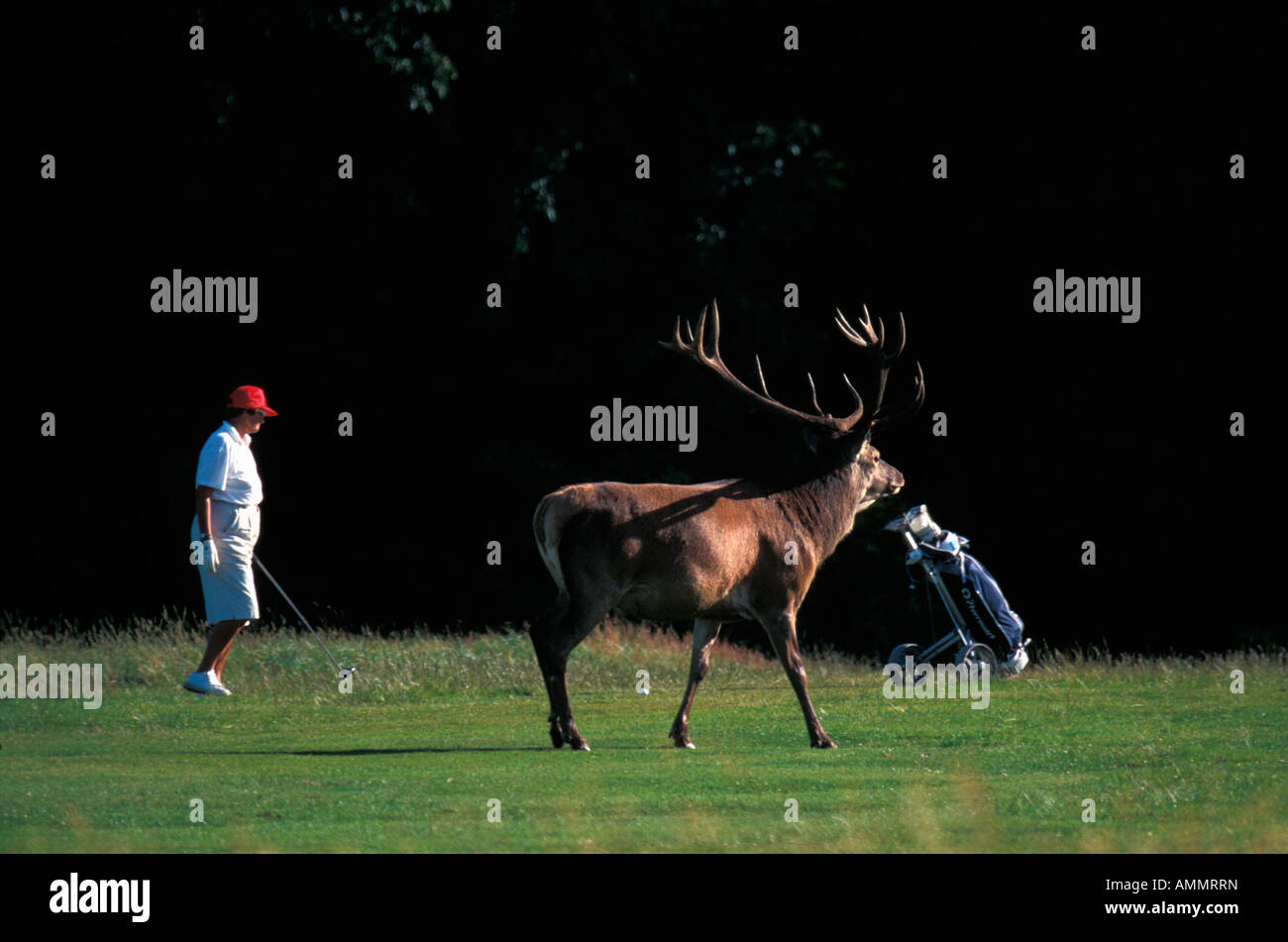 Cerf rouge Red Deer Cervus elaphus Artiodactyla Cerf e laphe Cervidae ...