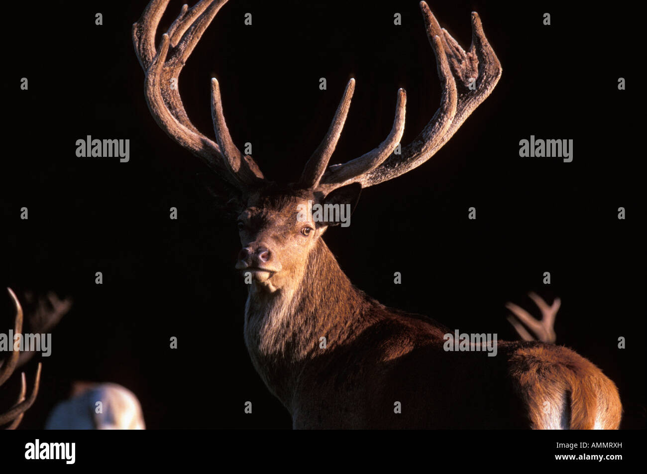Cerf rouge Red Deer Cervus elaphus Artiodactyla Cerf e laphe Cervidae ...