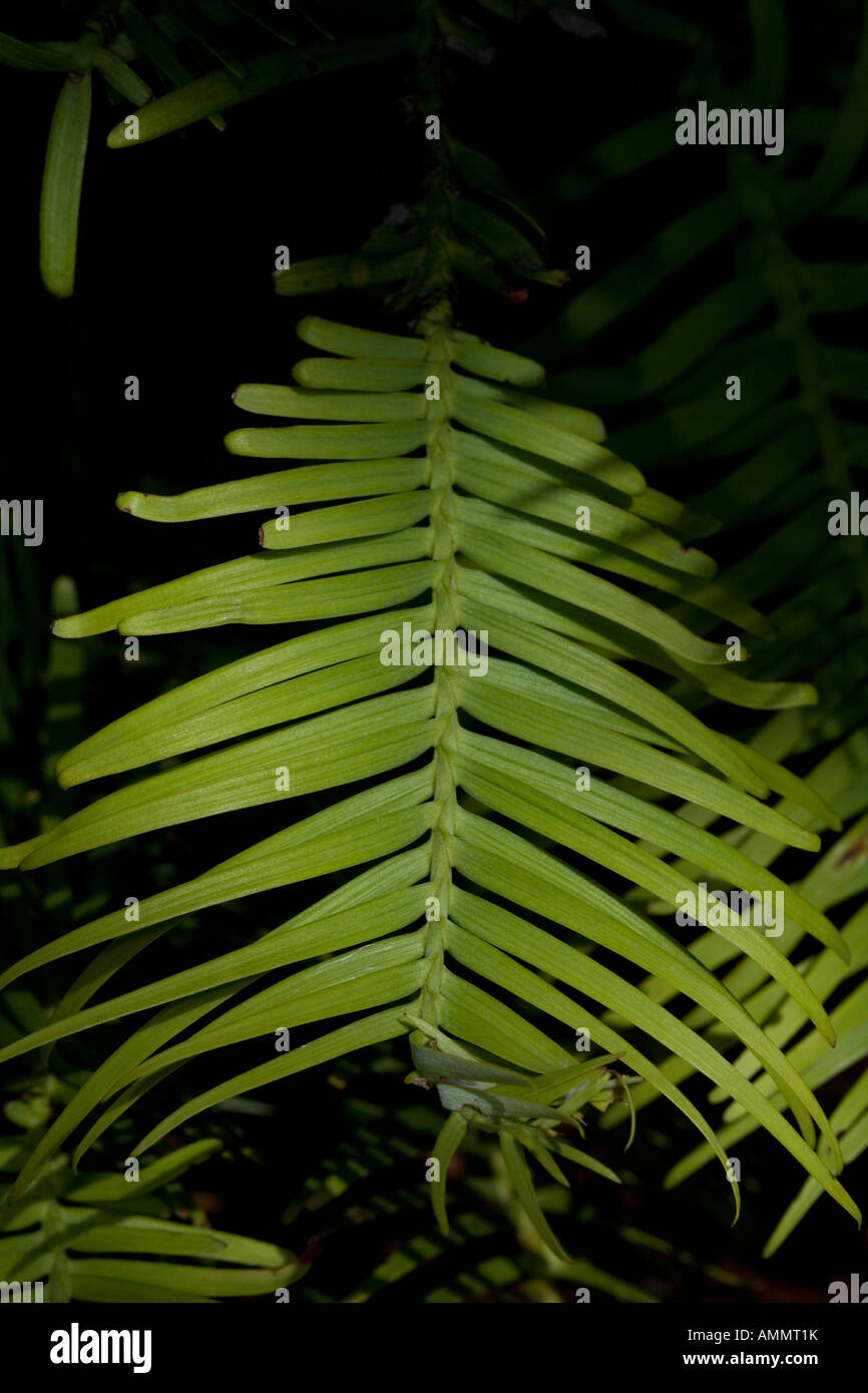 Wollemia nobilis hi-res stock photography and images - Alamy