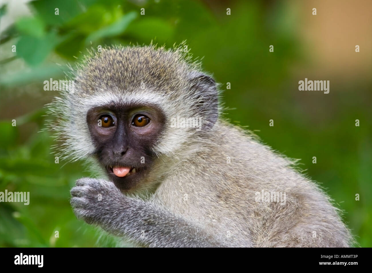 Portrait of a vervet monkey Stock Photo - Alamy