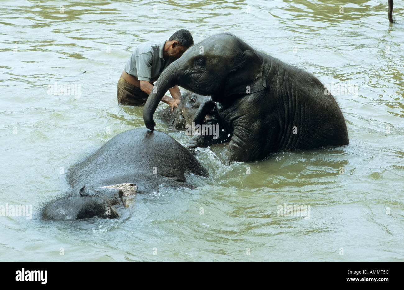 mahout cleaning a elephant in a river Stock Photo - Alamy
