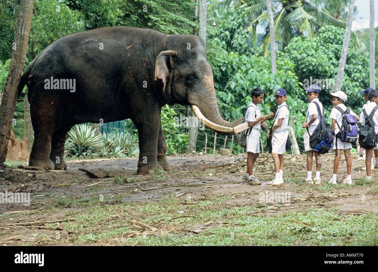 school kids standing next to a working elephant Stock Photo - Alamy