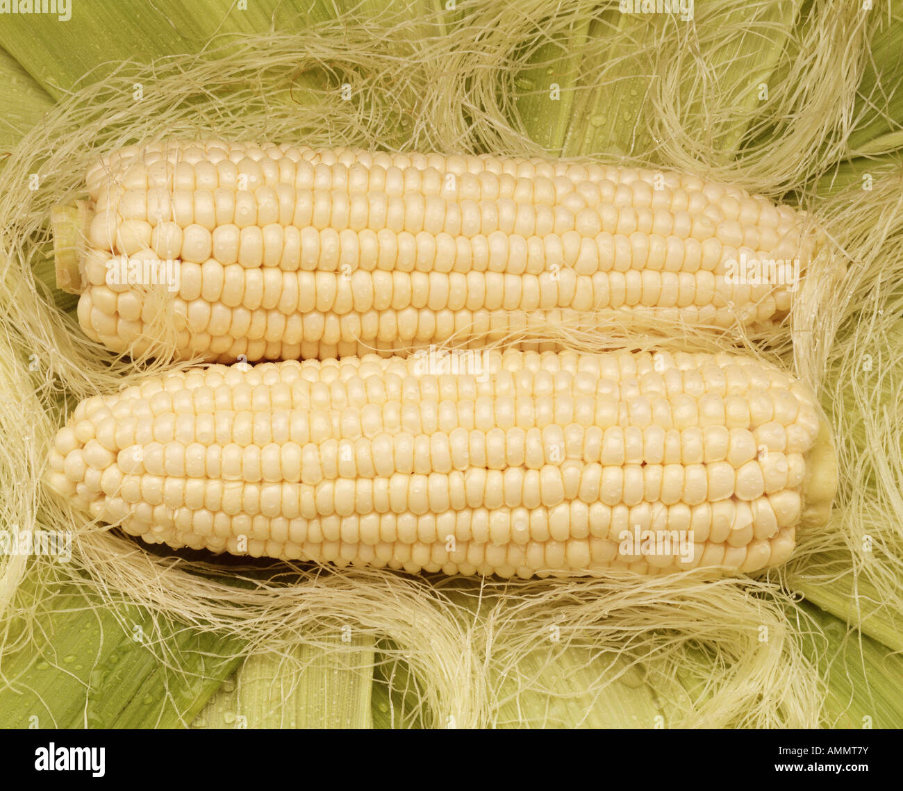 two fresh ears corn on cob w husk Stock Photo - Alamy
